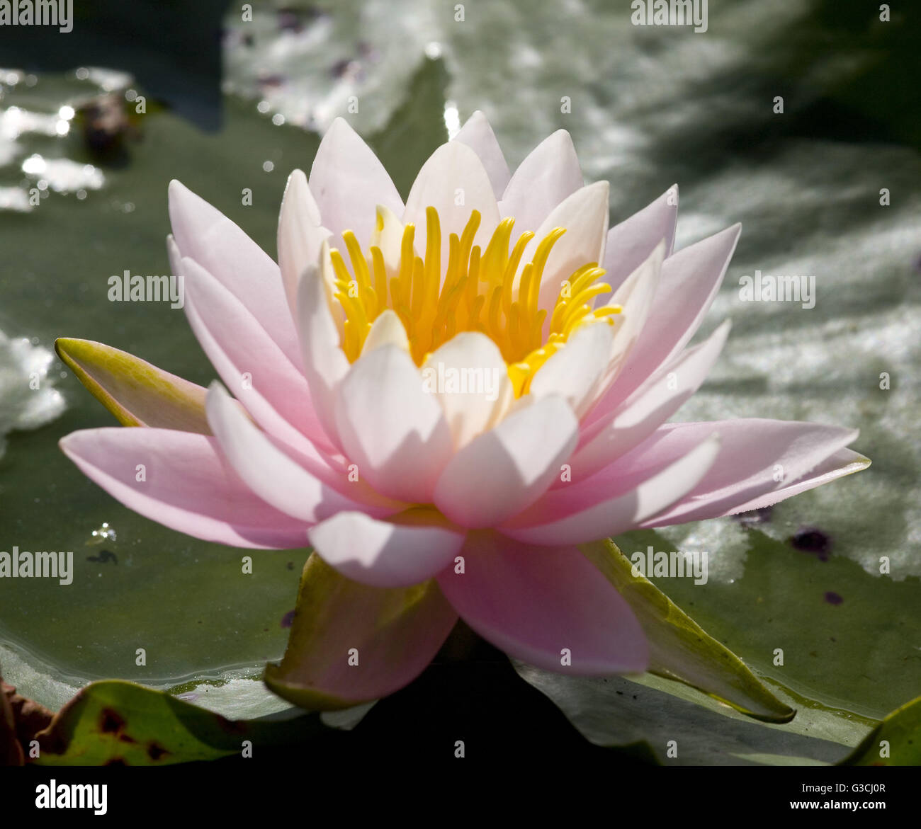 Pink water lily Stock Photo - Alamy