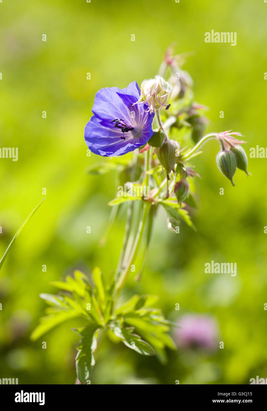 Cranesbill in meadow Stock Photo - Alamy