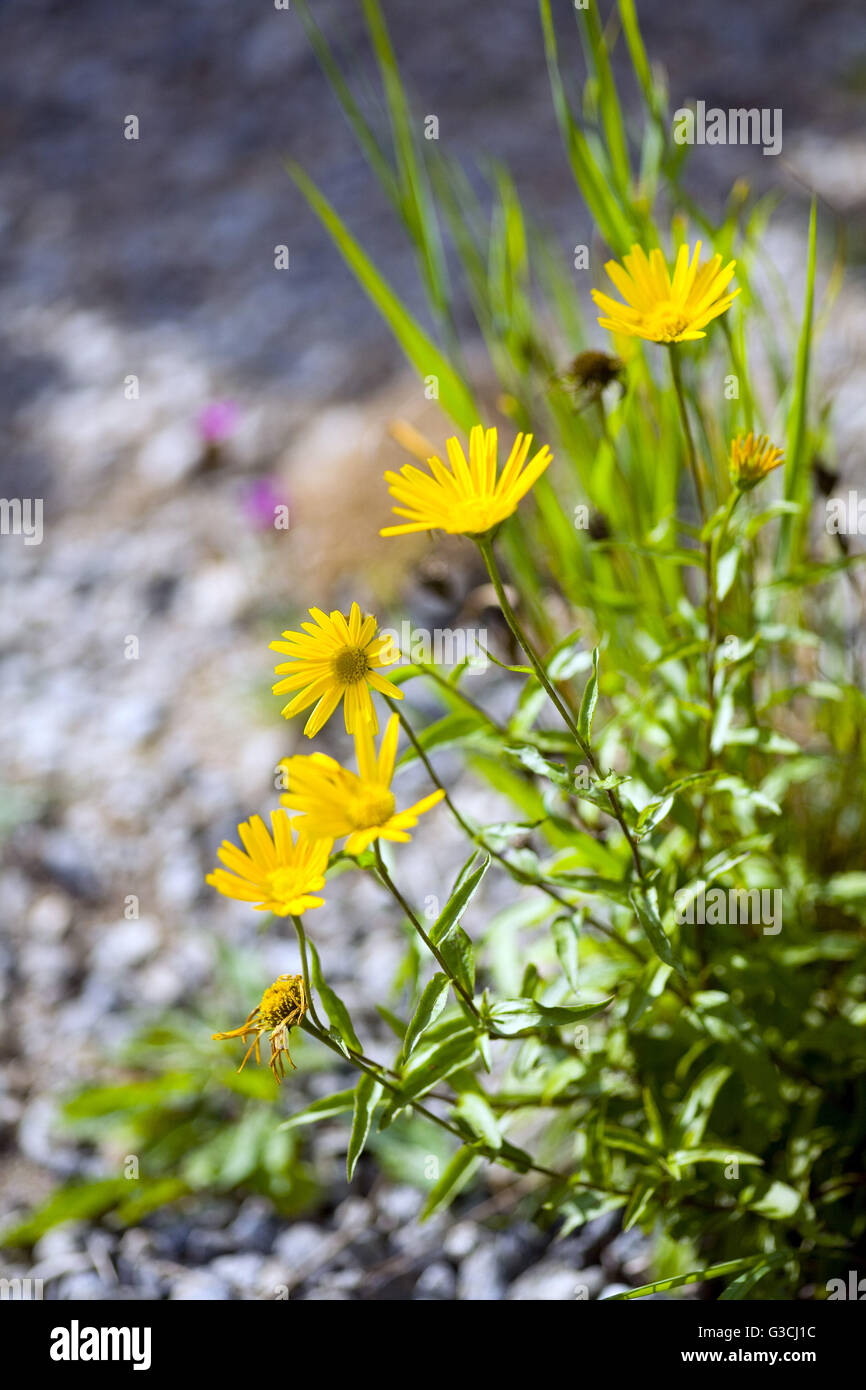 Ox eye plant hi-res stock photography and images - Alamy
