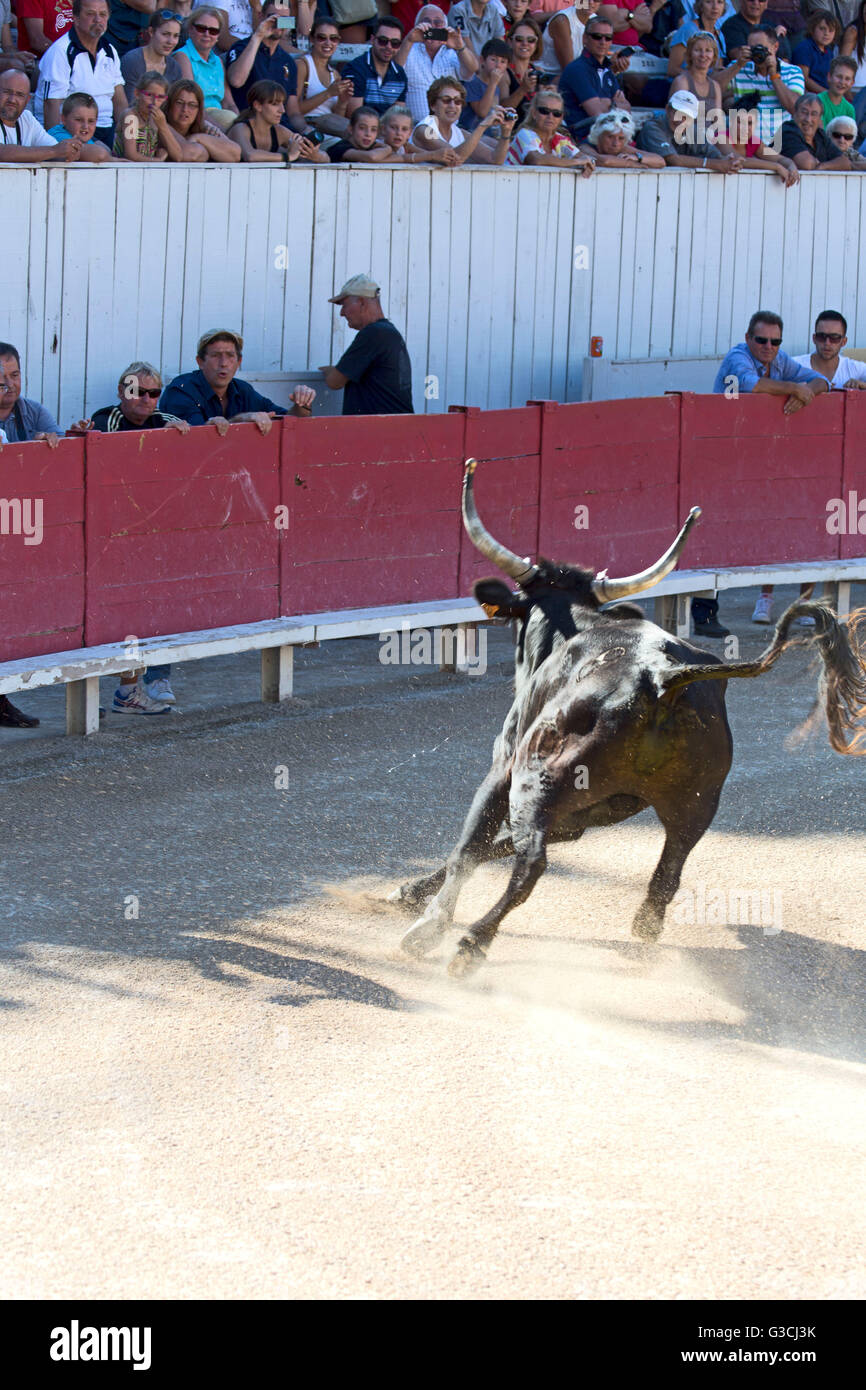 Young bull, Camargue race, amphitheatre of Arles, Arles, Provence-Alpes ...