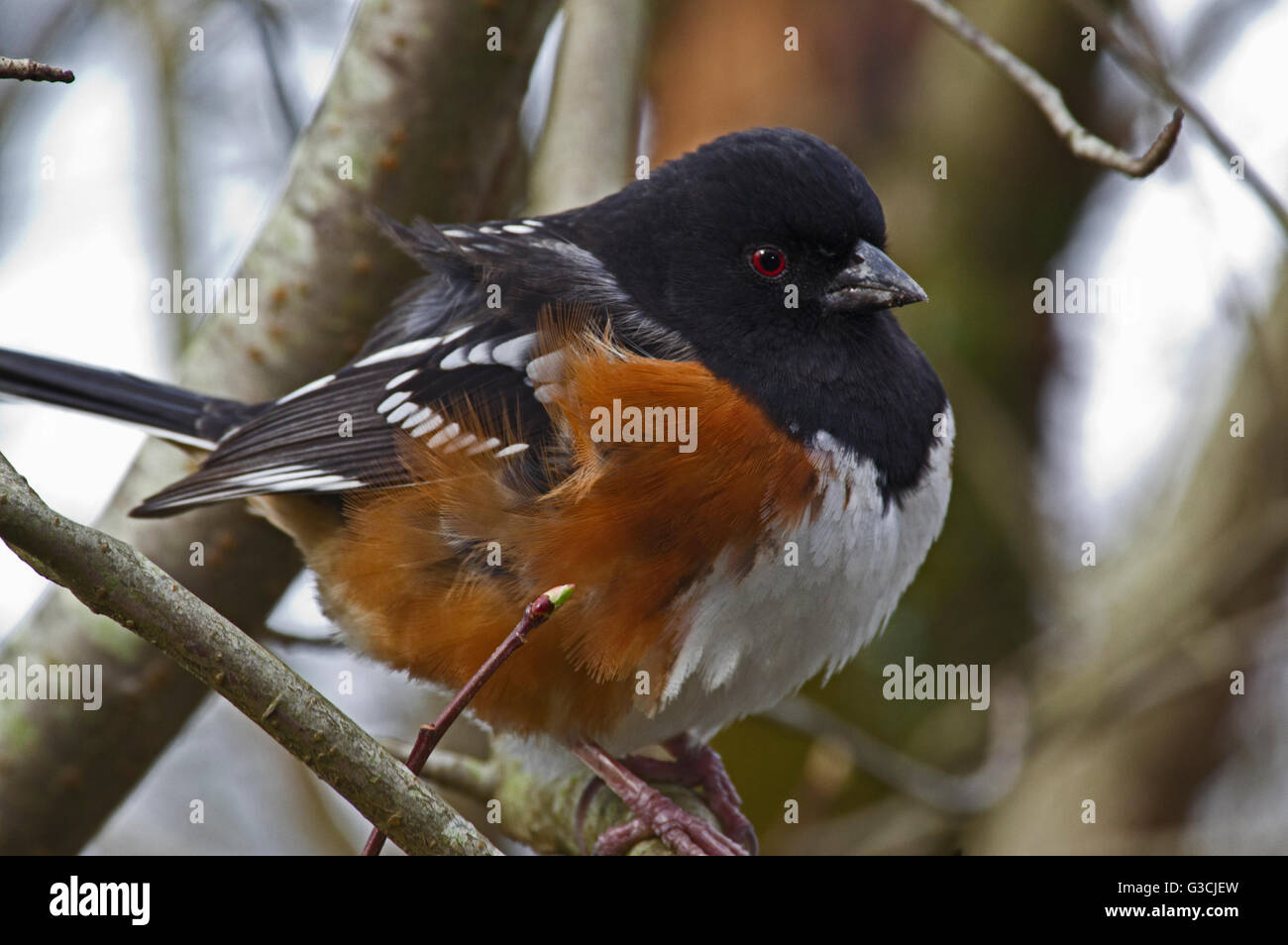Towhee songbird hi-res stock photography and images - Alamy