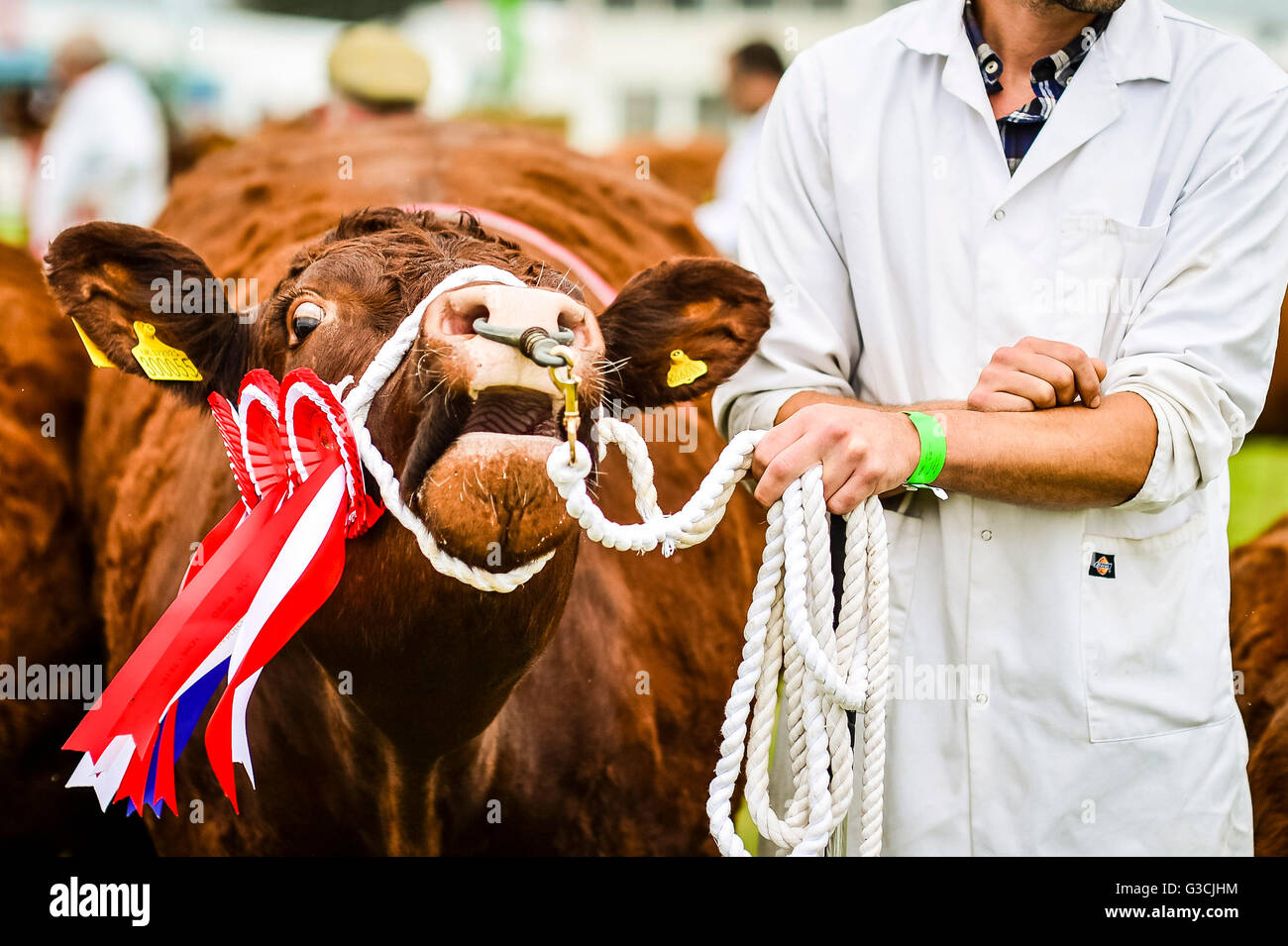 Prize bull in main ring hi-res stock photography and images - Alamy