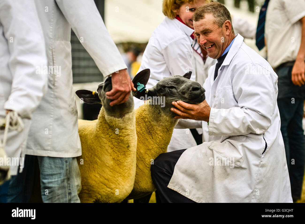 Sheep are steadied in the show ring where the best breeding pairs are ...