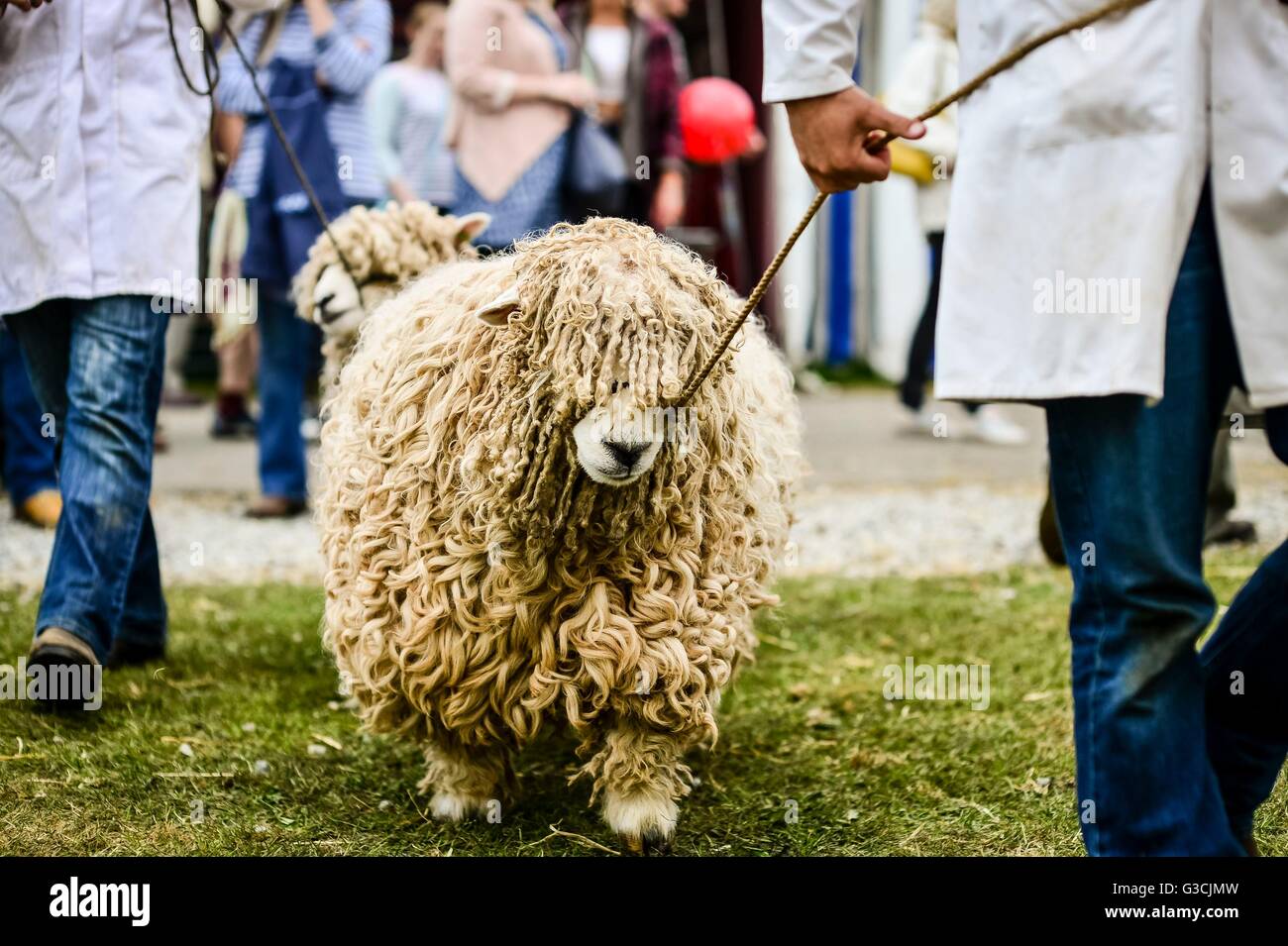 Two farm sheep hi-res stock photography and images - Alamy