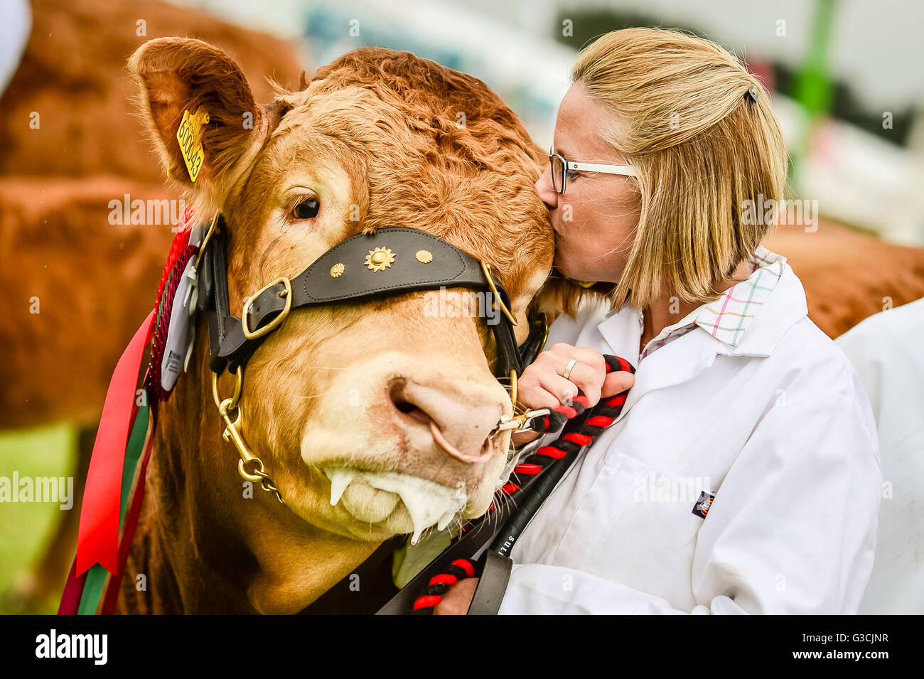 Prize bull in main ring hi-res stock photography and images - Alamy