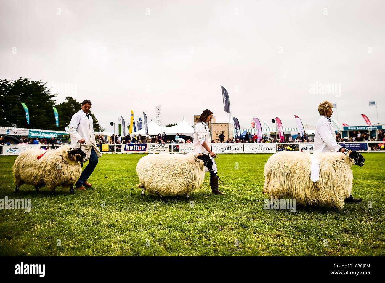 Prize sheep hi-res stock photography and images - Alamy