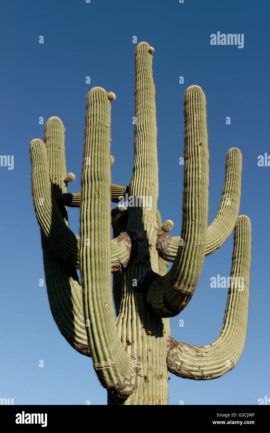 Saguaro cactus near Sedona, Arizona, USA Stock Photo - Alamy
