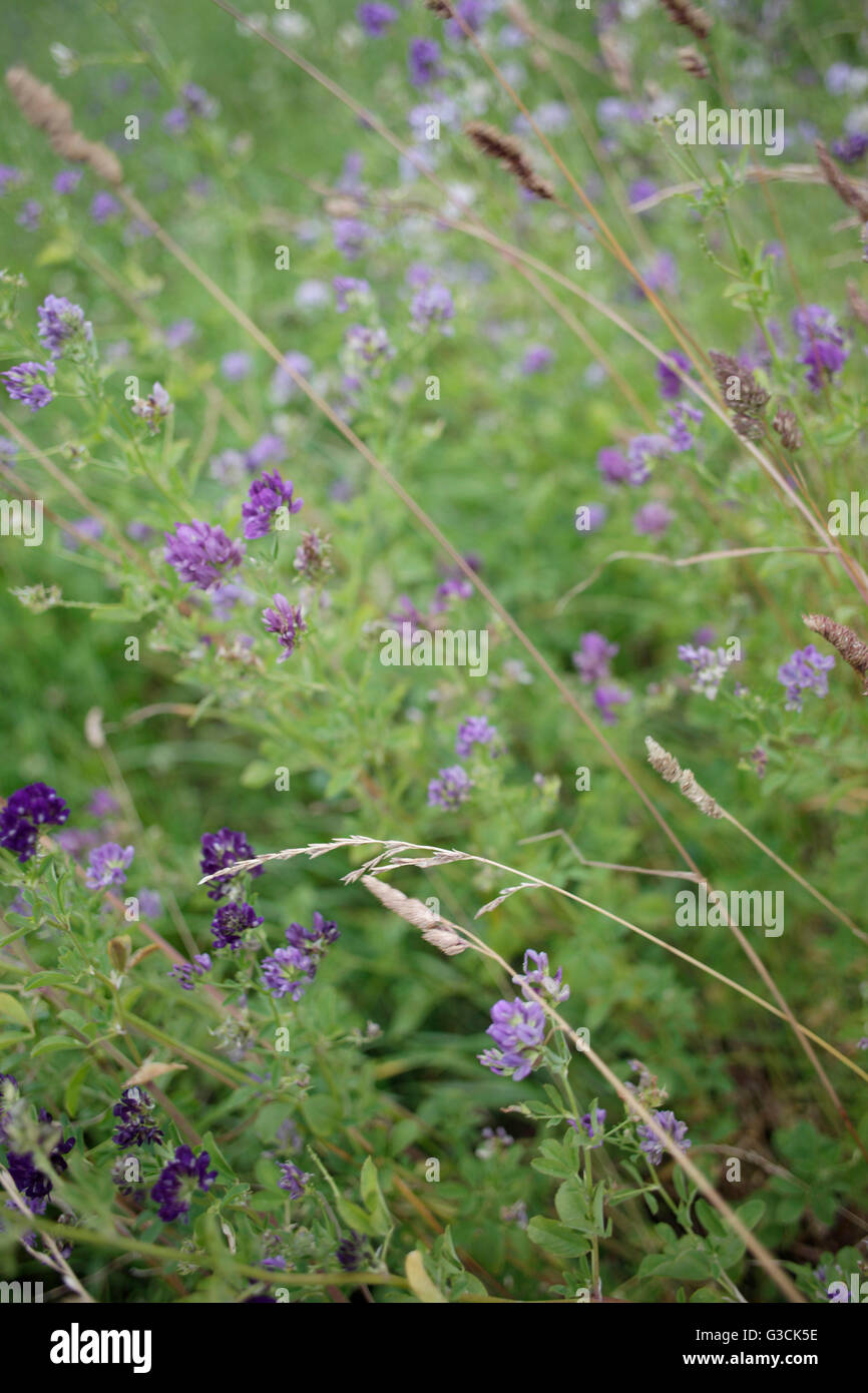 Europe, Sweden, vegetation Stock Photo - Alamy