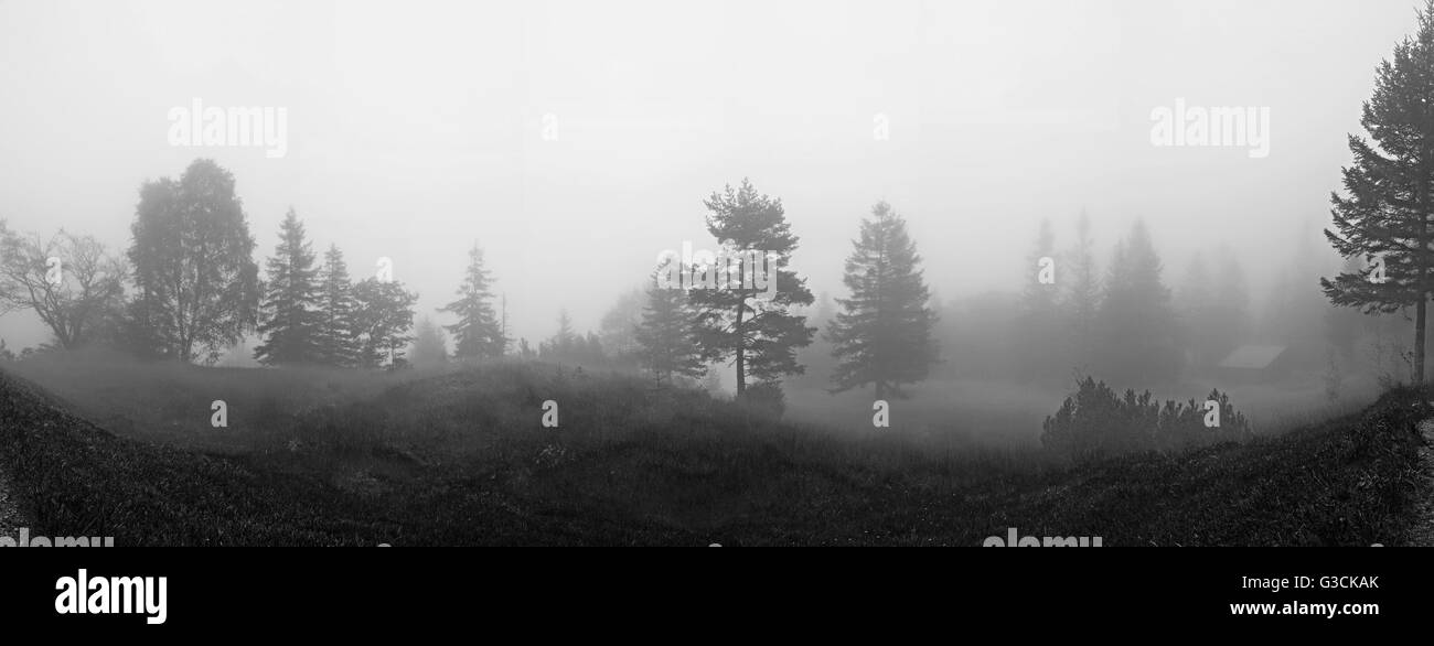 Panorama fog forest Stock Photo - Alamy