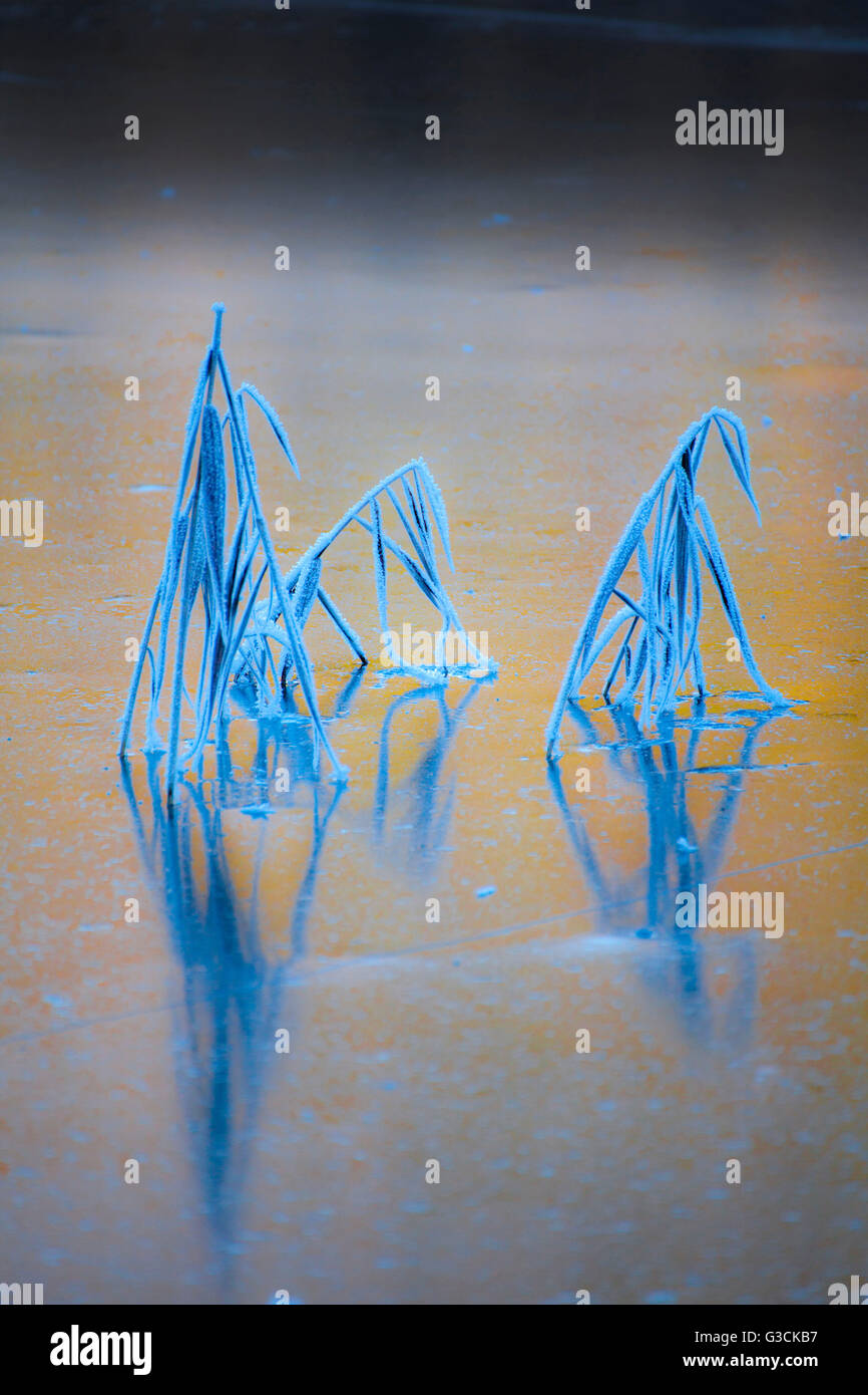 frost-covered reed in sheet of ice Stock Photo - Alamy