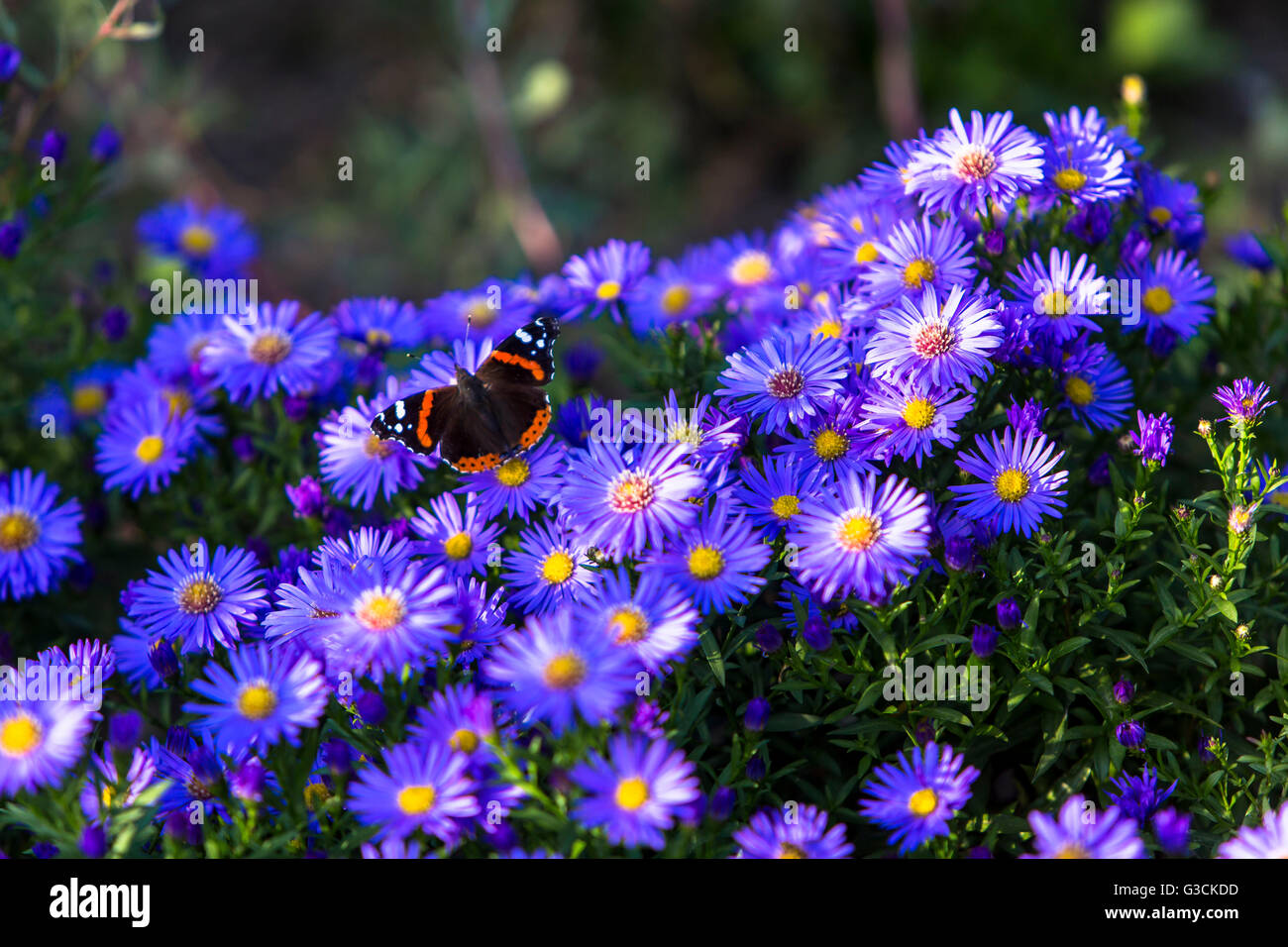 Red Admiral butterfly sitting on flowers Stock Photo - Alamy