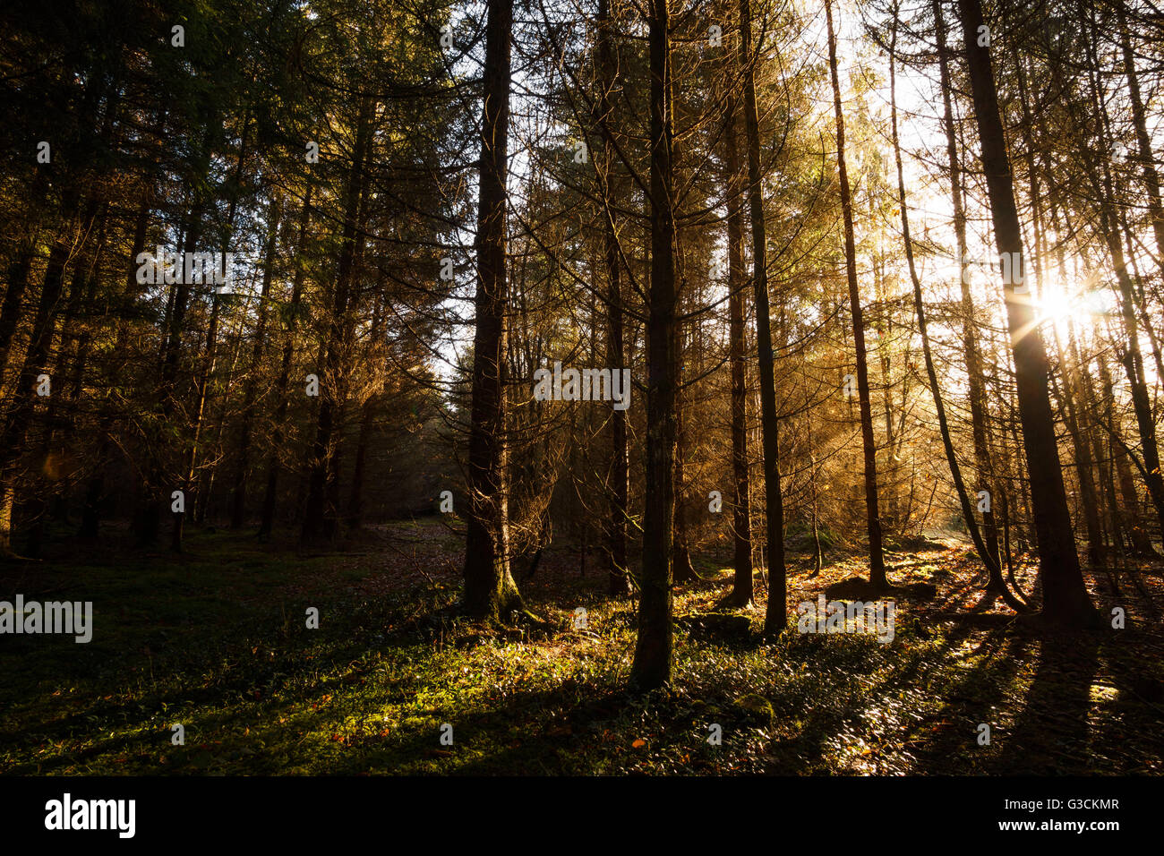 Forest photography with natural light, Bavaria Stock Photo - Alamy