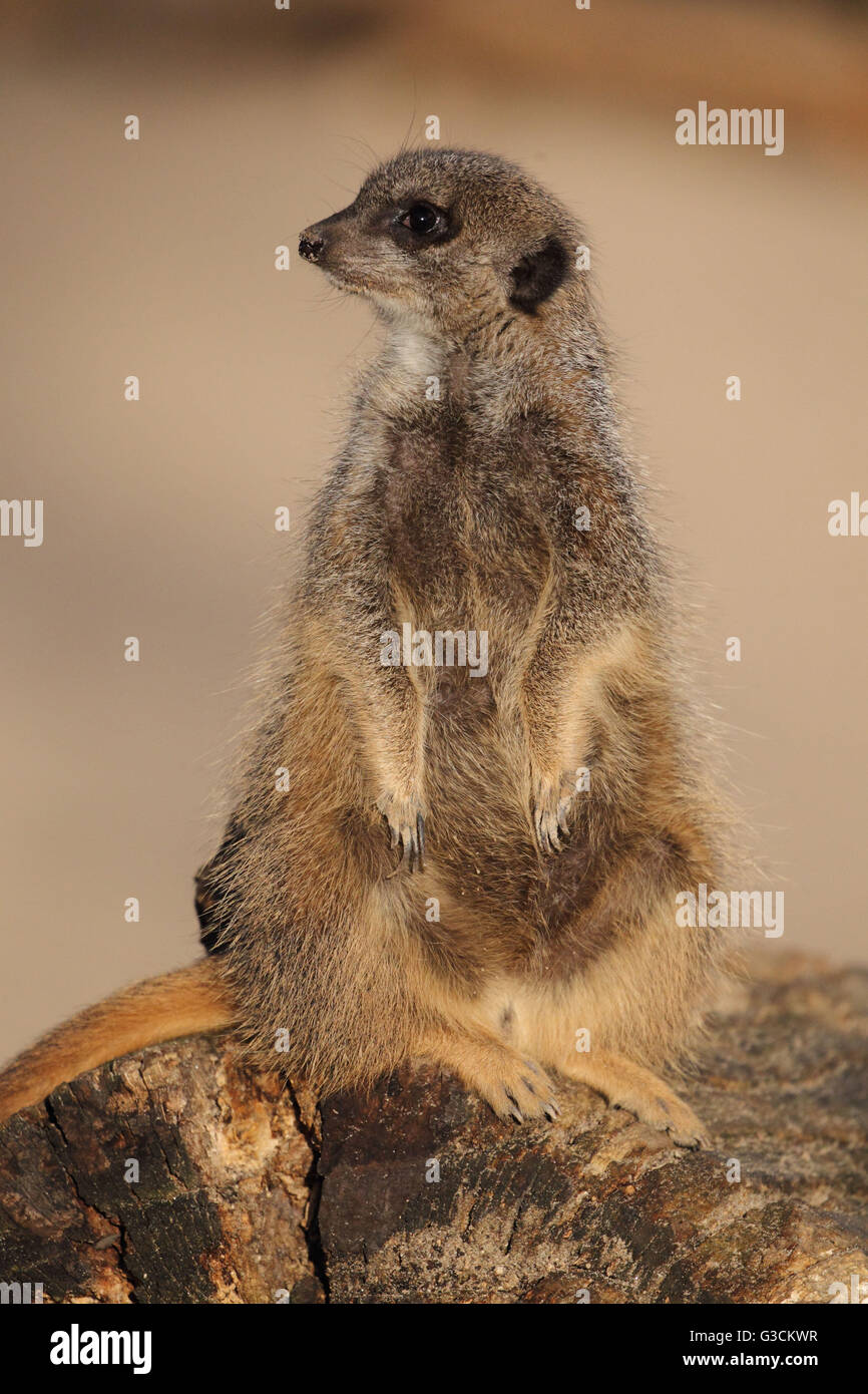 Meerkat, Suricata suricatta Stock Photo - Alamy