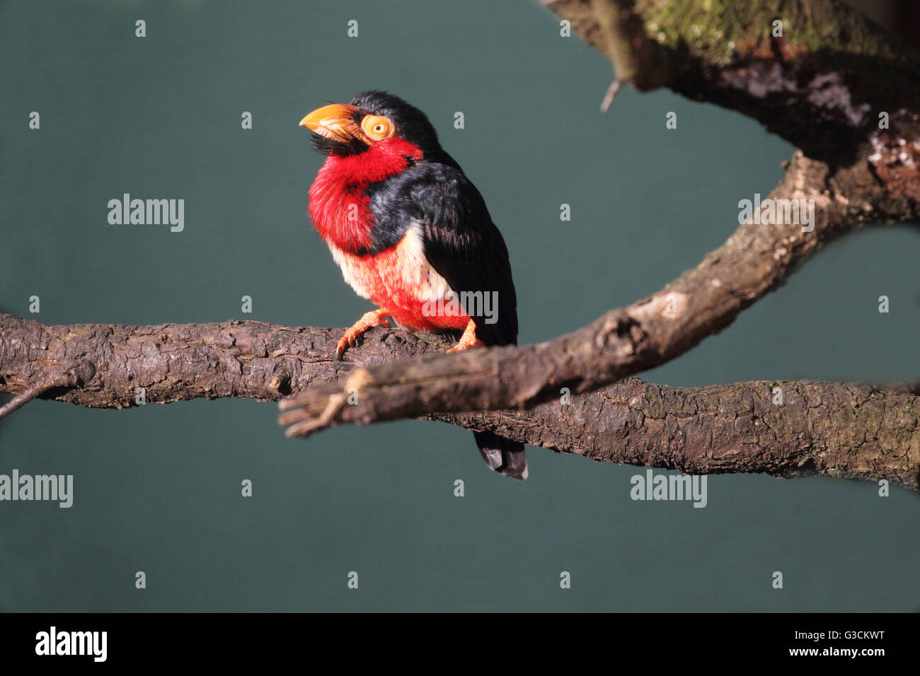 Bearded barbet, Lybius dubius Stock Photo - Alamy