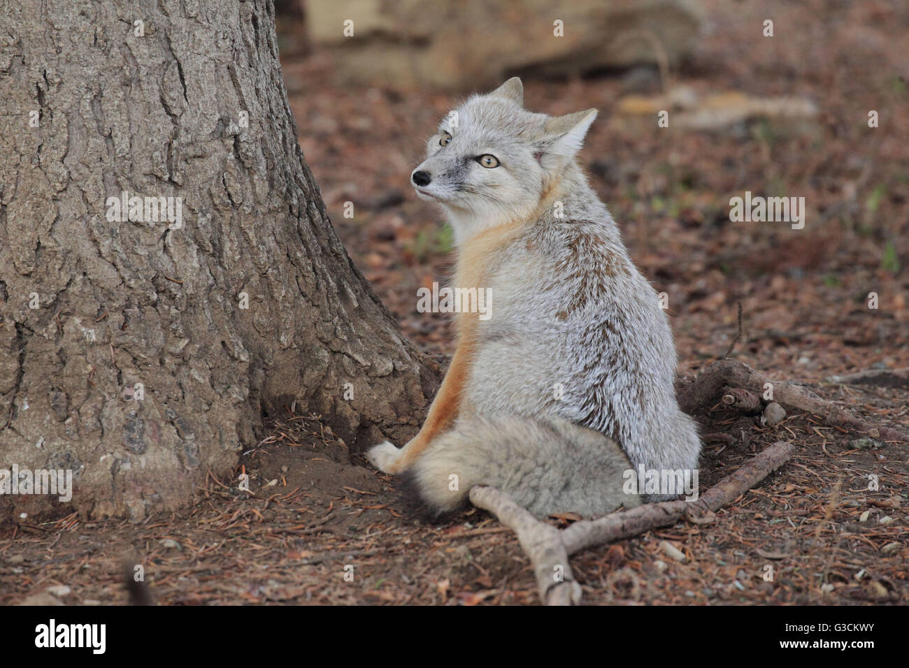 Vulpes Corsac High Resolution Stock Photography and Images - Alamy