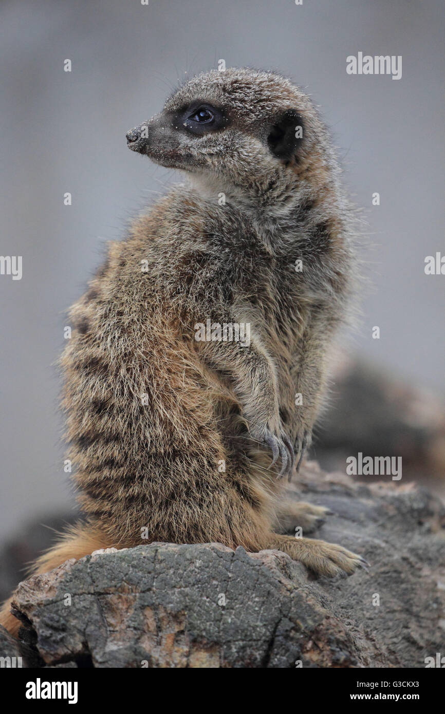 Meerkat, Suricata suricatta Stock Photo - Alamy