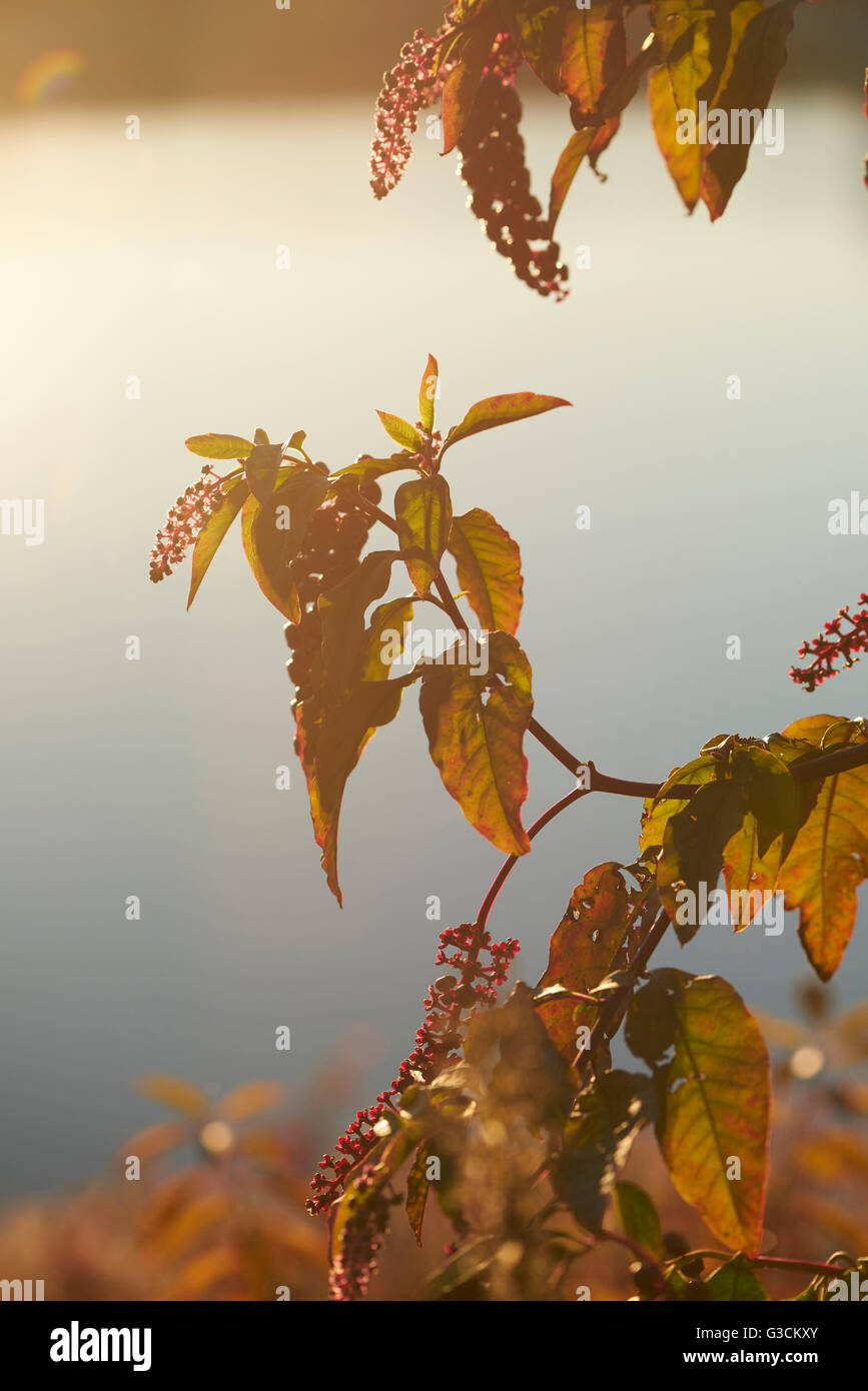 American pokeweed, Phytolacca americana, plant, mood, fruits, blossoms ...