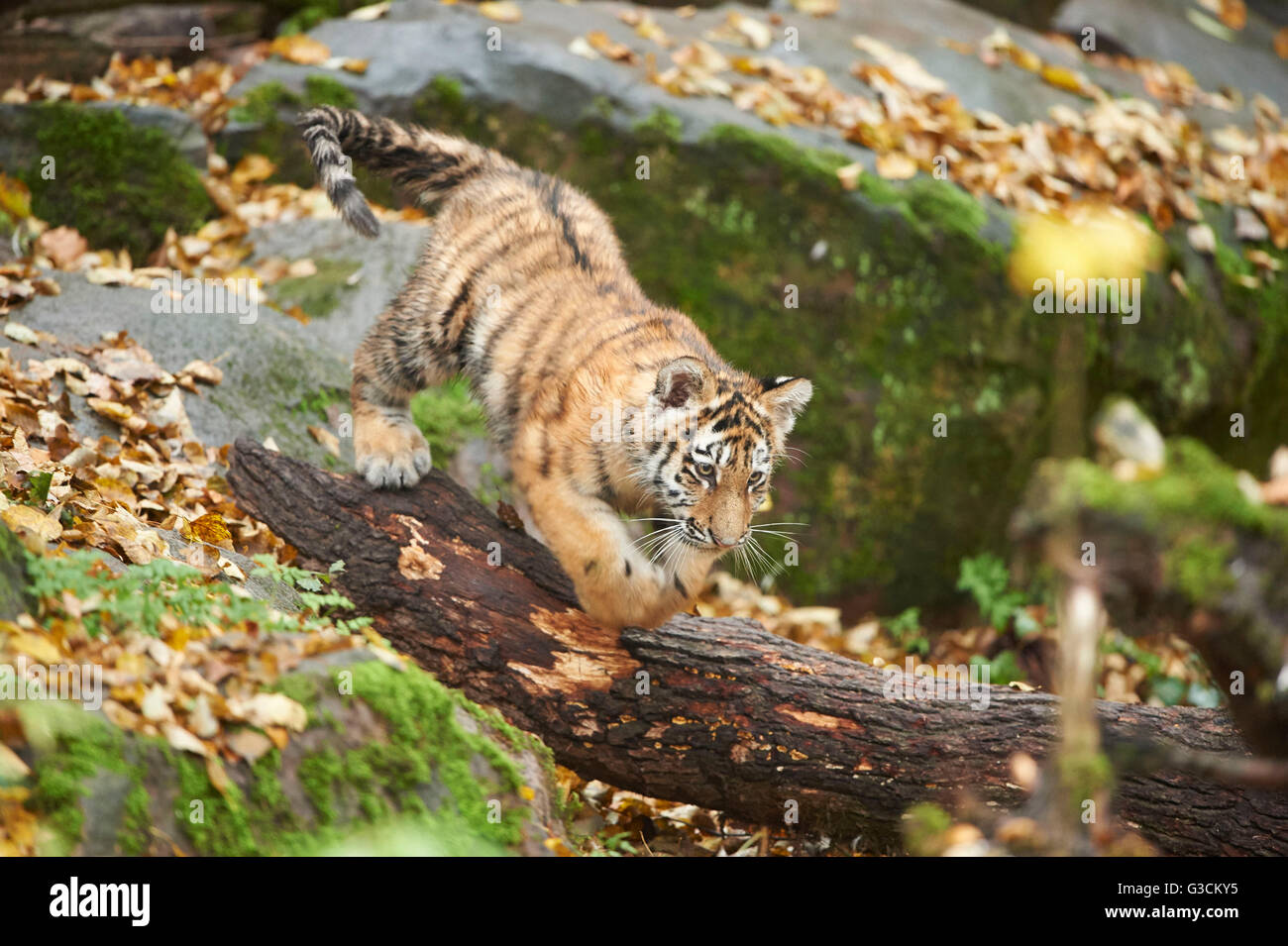 Siberian tiger, Panthera tigris altaica, young animal, running, side ...