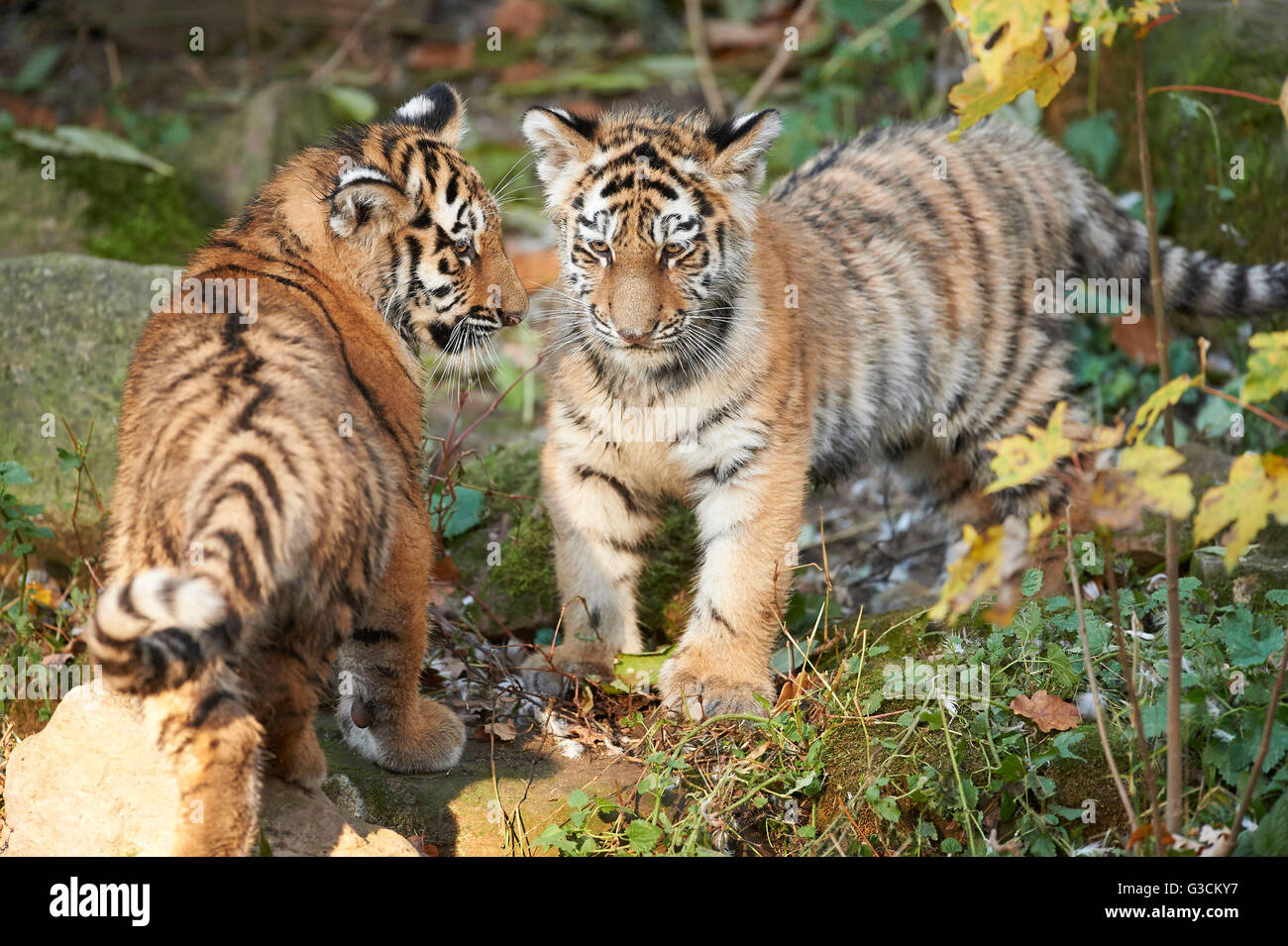 Siberian tiger, Panthera tigris altaica, young animals, side view ...