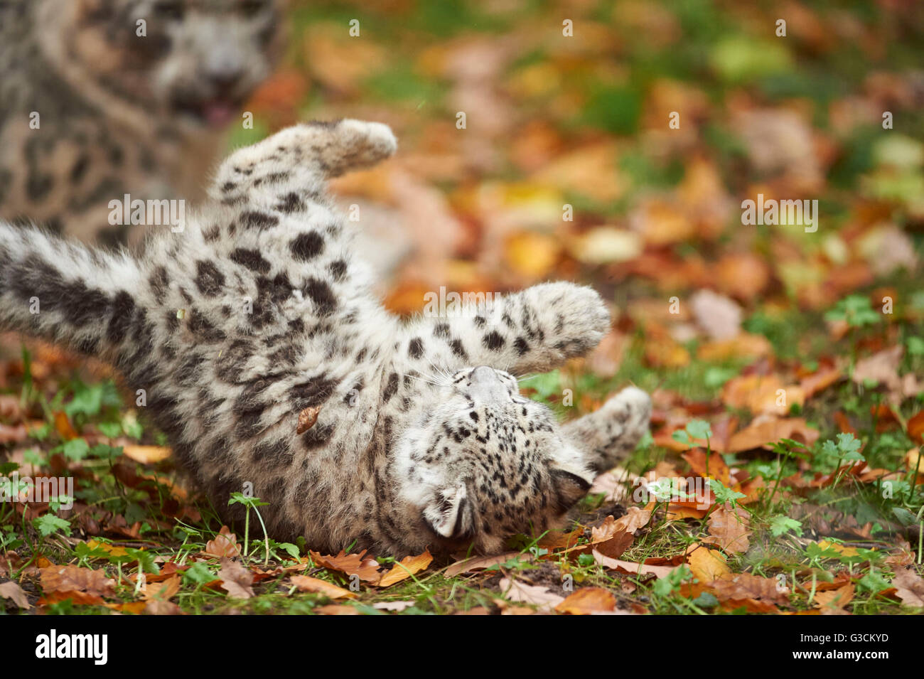 Animal falling hi-res stock photography and images - Alamy