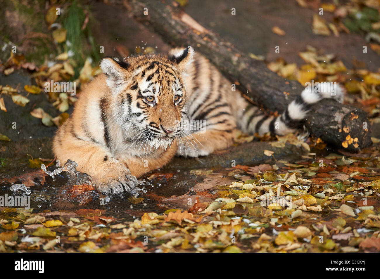 Siberian tiger, Panthera tigris altaica, young animal, side view, lying ...