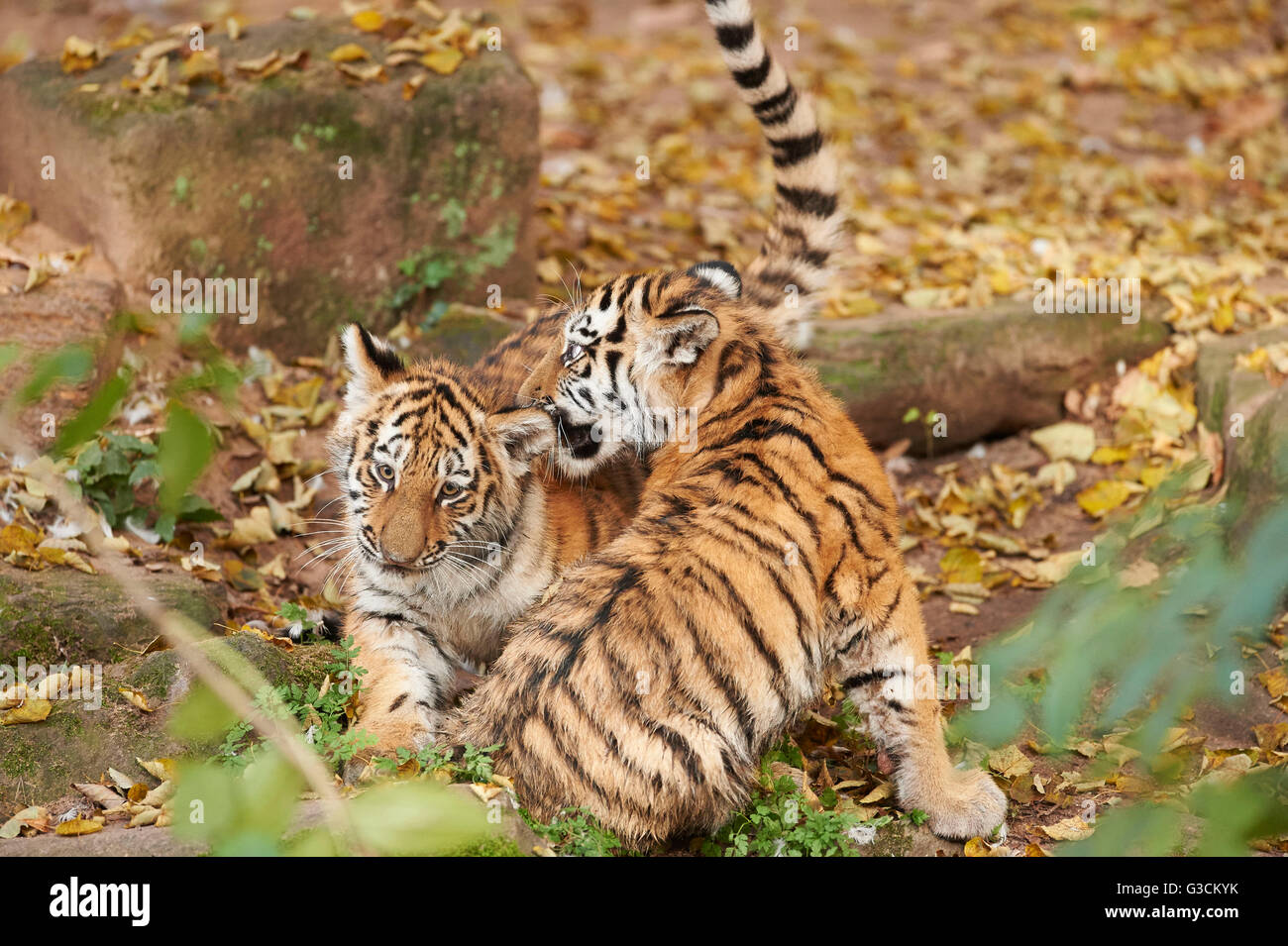 Siberian tiger, Panthera tigris altaica, young animal, side view ...