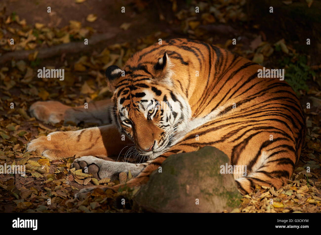 Siberian tiger, Panthera tigris altaica, side view, lying Stock Photo ...