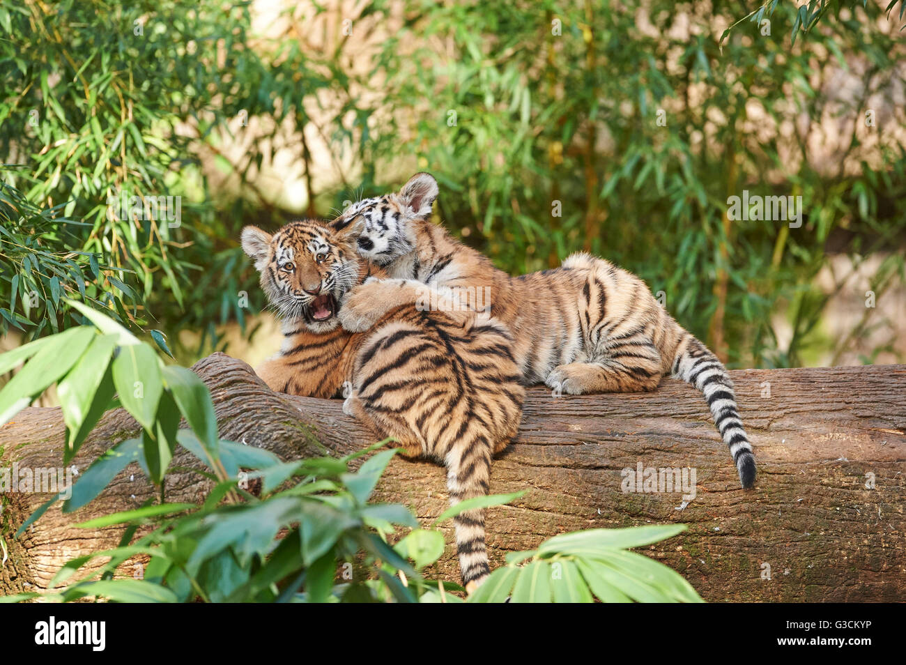 Siberian tiger, Panthera tigris altaica, young animal, side view, lying ...