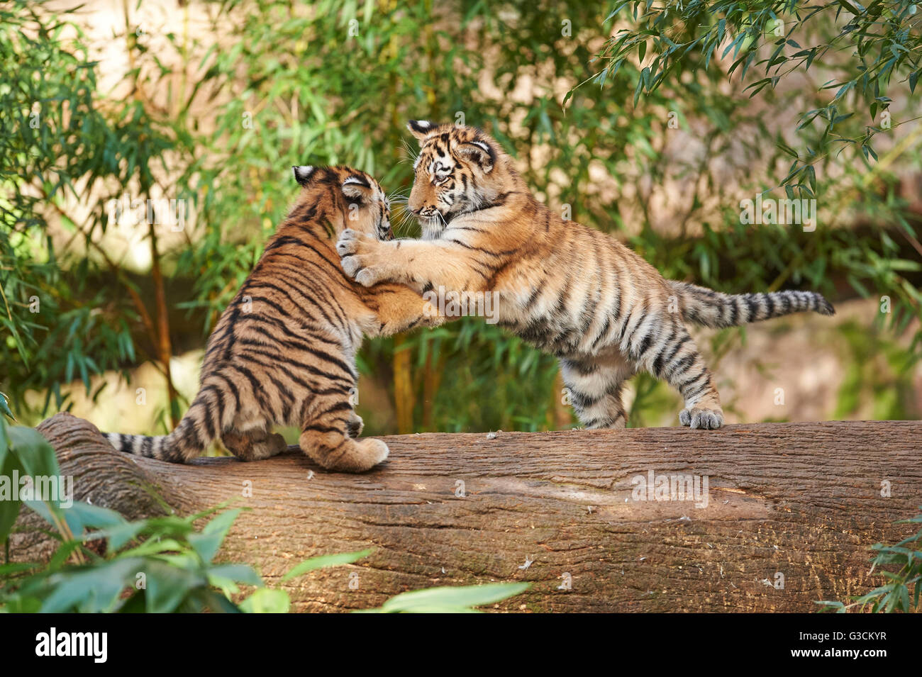 Siberian tiger, Panthera tigris altaica, young animal, side view ...