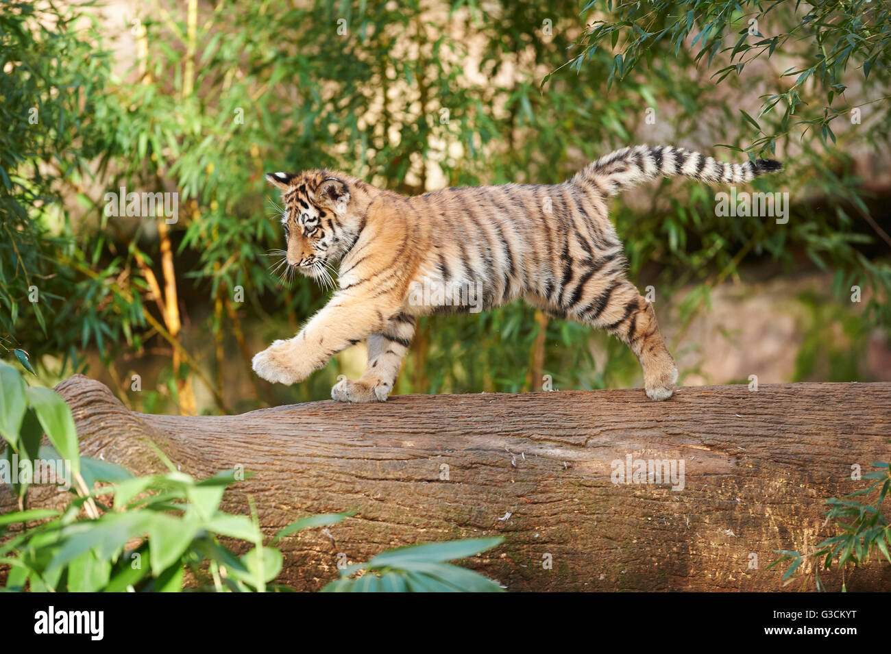 Side view siberian tiger running hi-res stock photography and images - Alamy
