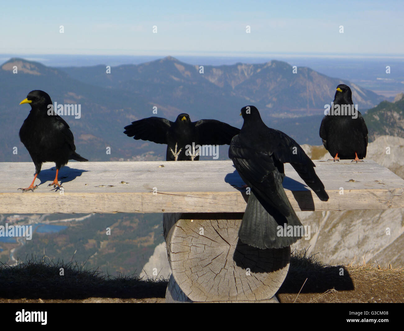 Choughs hi-res stock photography and images - Alamy