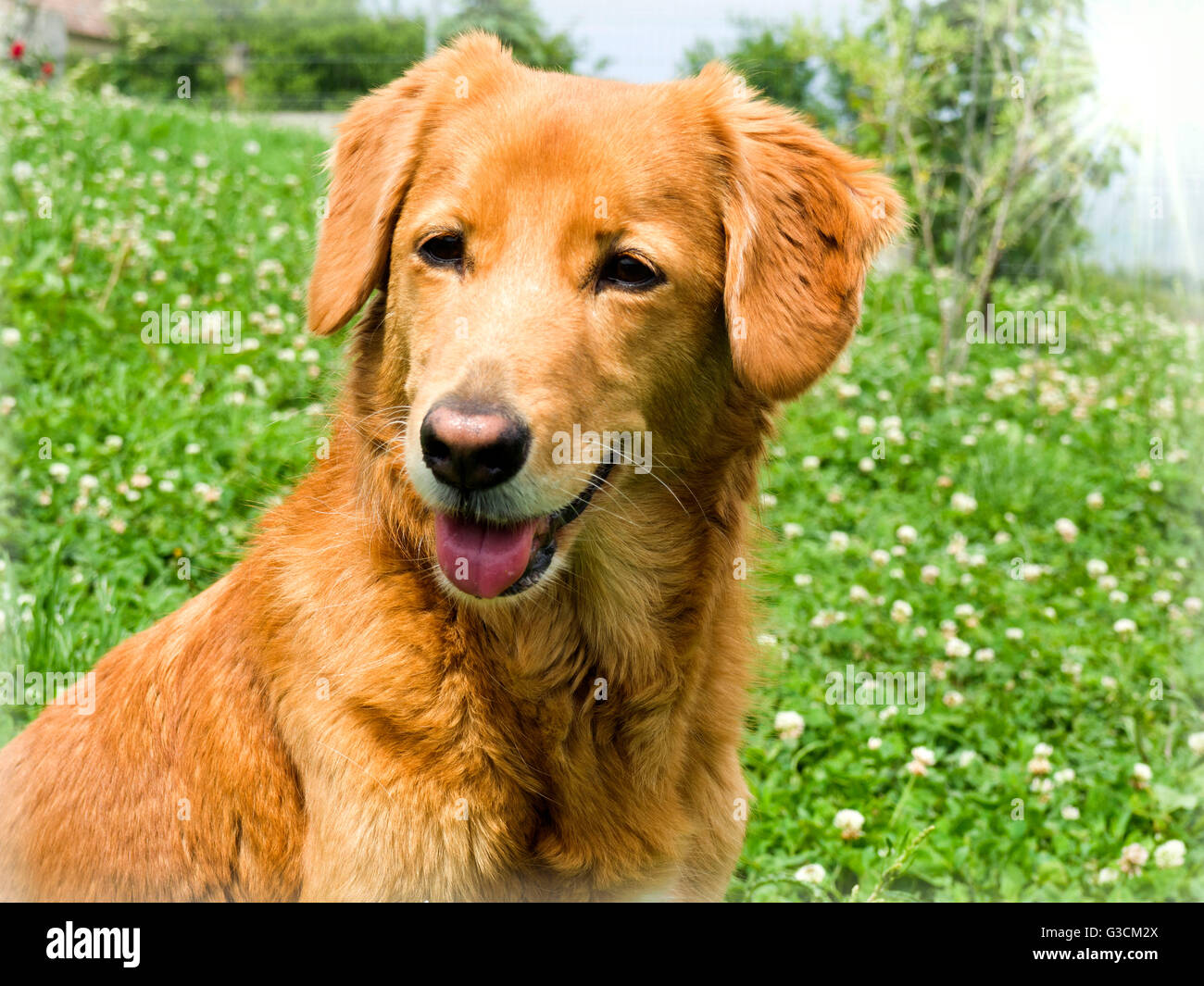 happy summer dog Stock Photo - Alamy