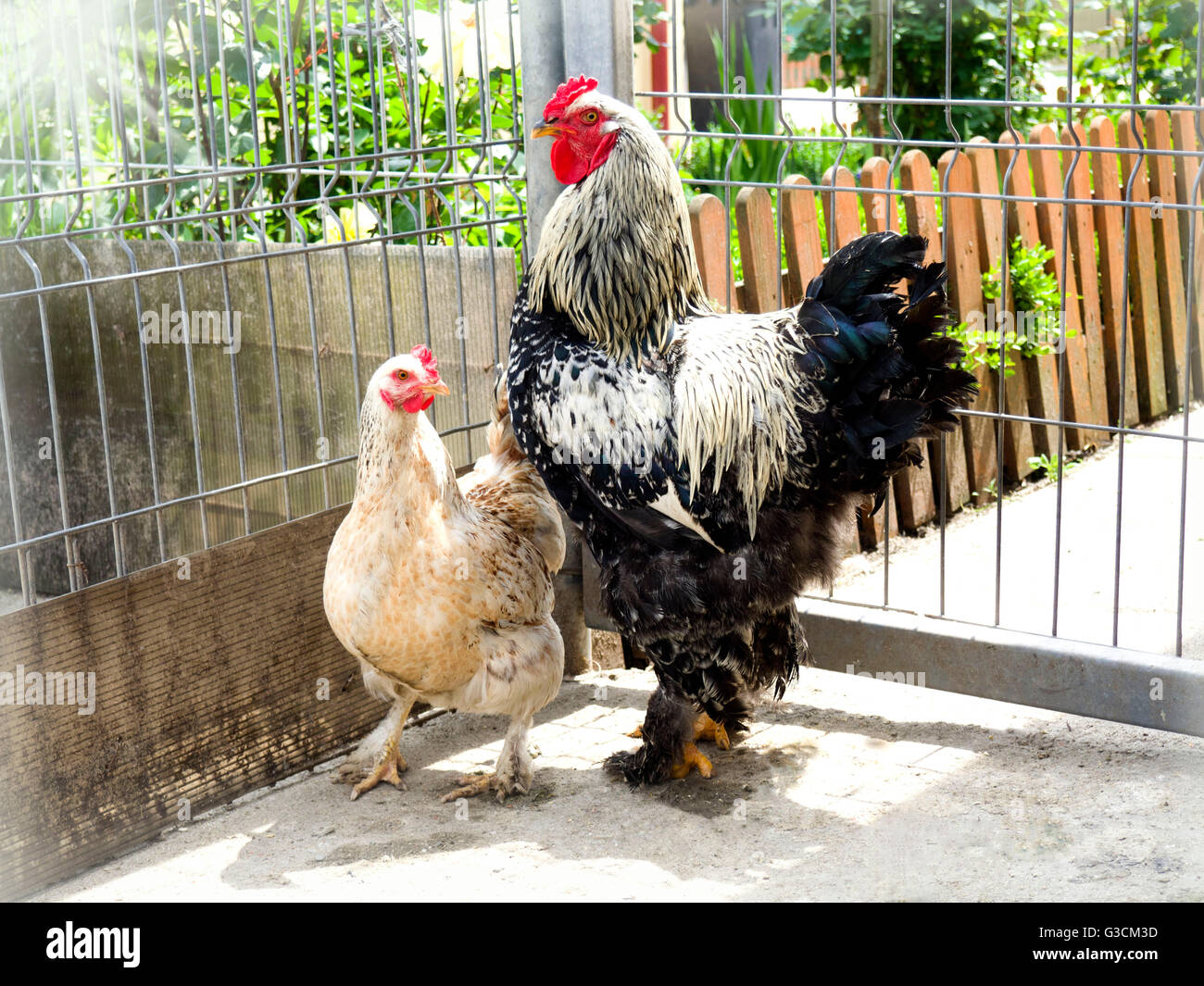 rooster and hen Stock Photo - Alamy