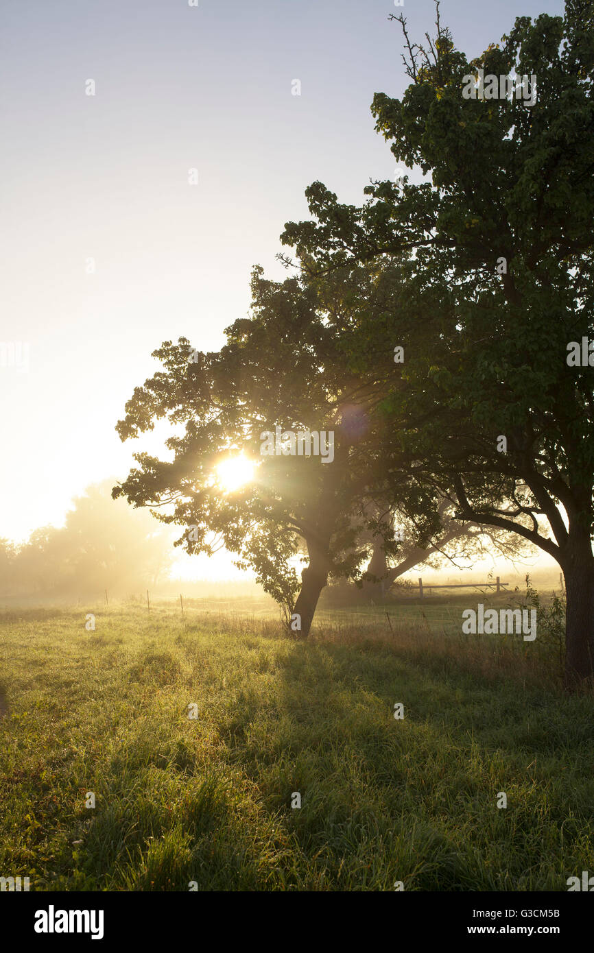 Trees in Sunrise Stock Photo - Alamy