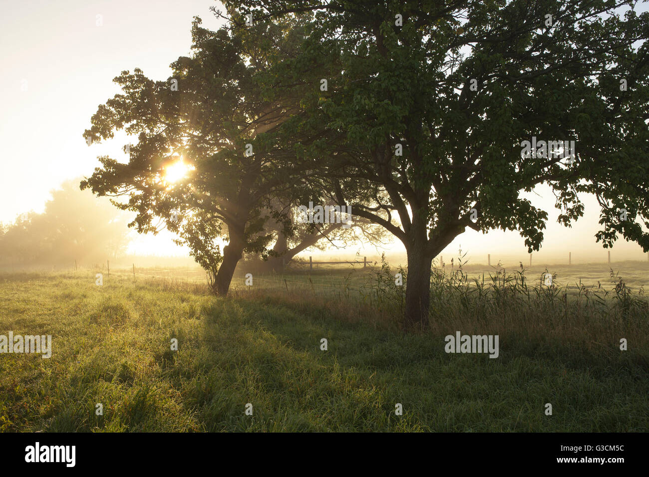 Trees in Sunrise Stock Photo - Alamy