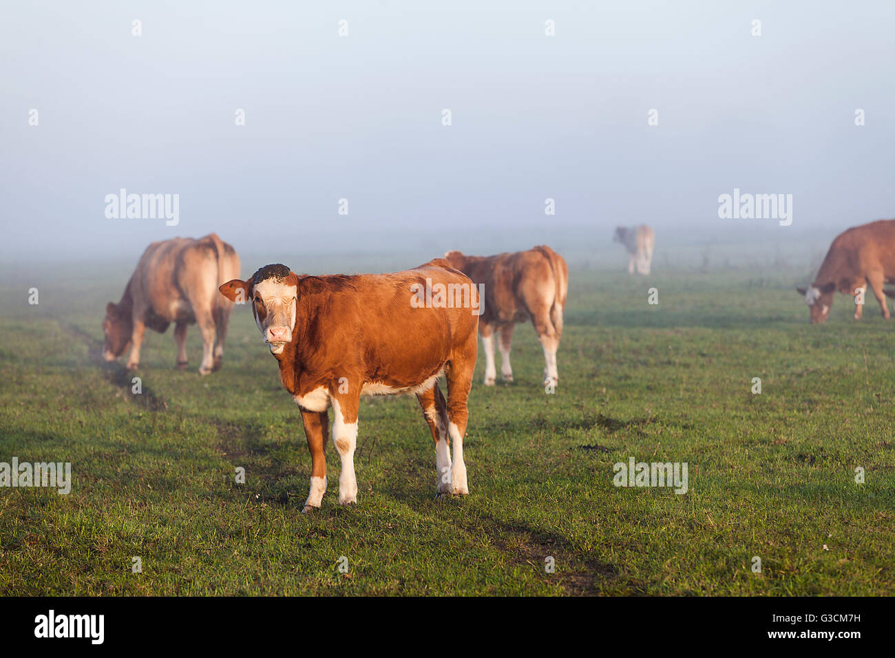 Cows pasture sunrise hi-res stock photography and images - Alamy
