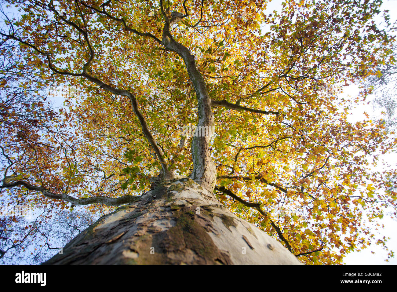 Autumnal deciduous tree hi-res stock photography and images - Alamy