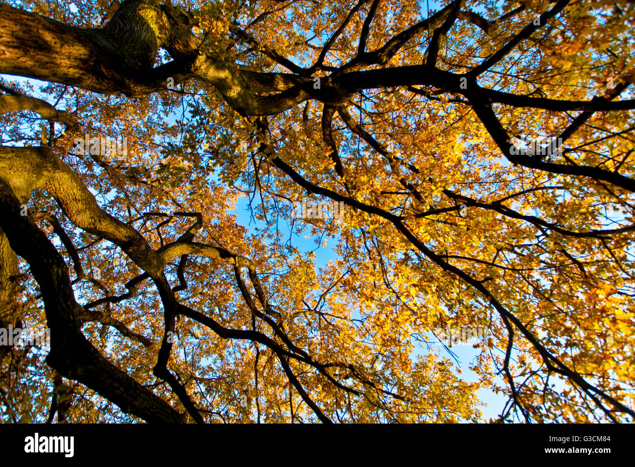 Treetop of an oak hi-res stock photography and images - Alamy