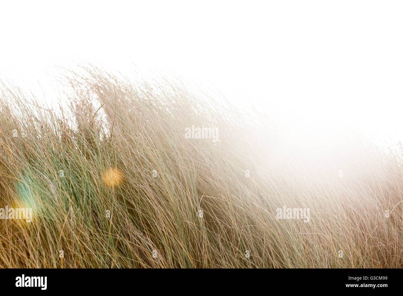 Beach grass in backlight Stock Photo - Alamy