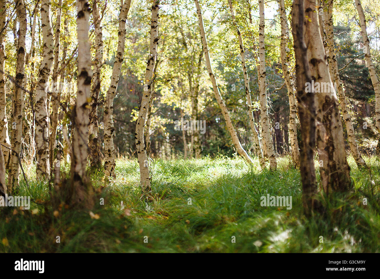 Trail through birch forest Stock Photo - Alamy