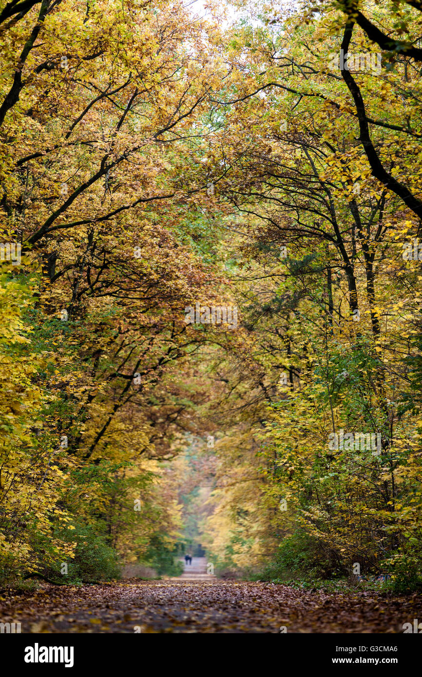 Forest path in fall Stock Photo - Alamy