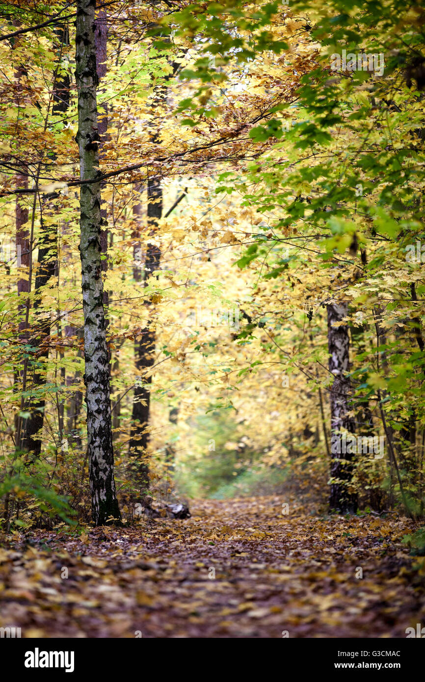 Forest path in fall Stock Photo - Alamy