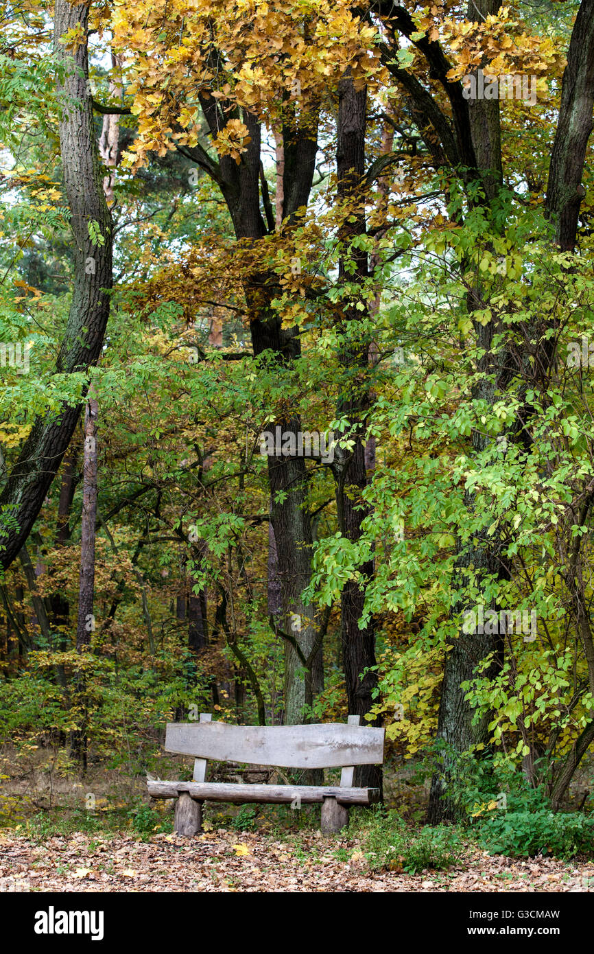lonely bench in the forest Stock Photo - Alamy