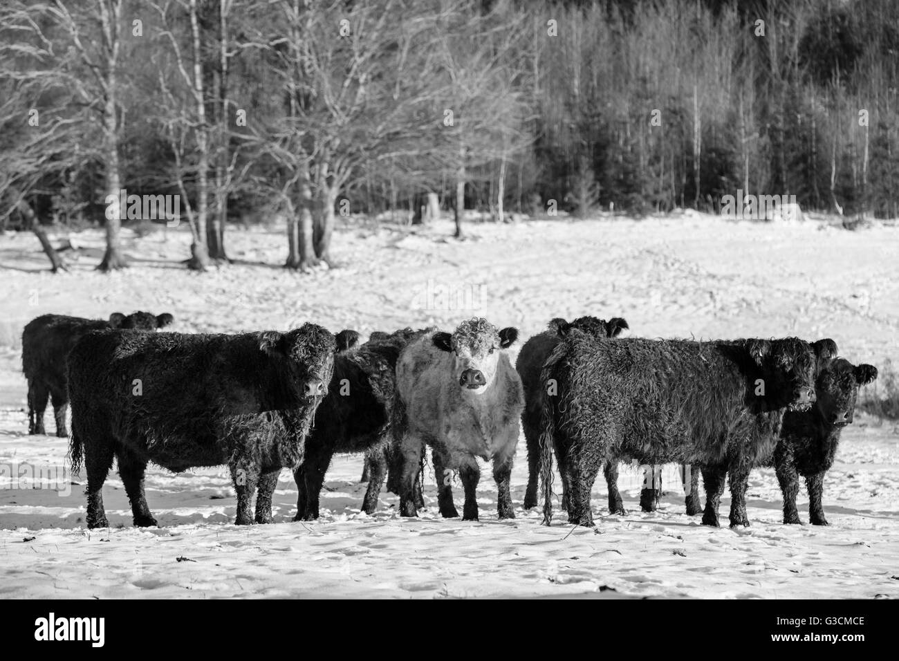 A herd of Galloway cattle in winter, Germany, Bavaria, Allgäu, b/w ...