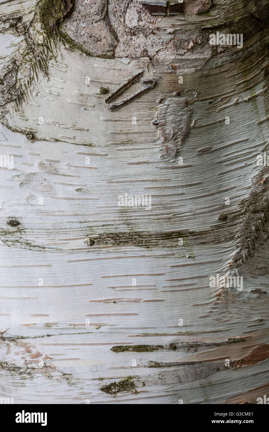 Trunk, white, with nice lines Stock Photo - Alamy