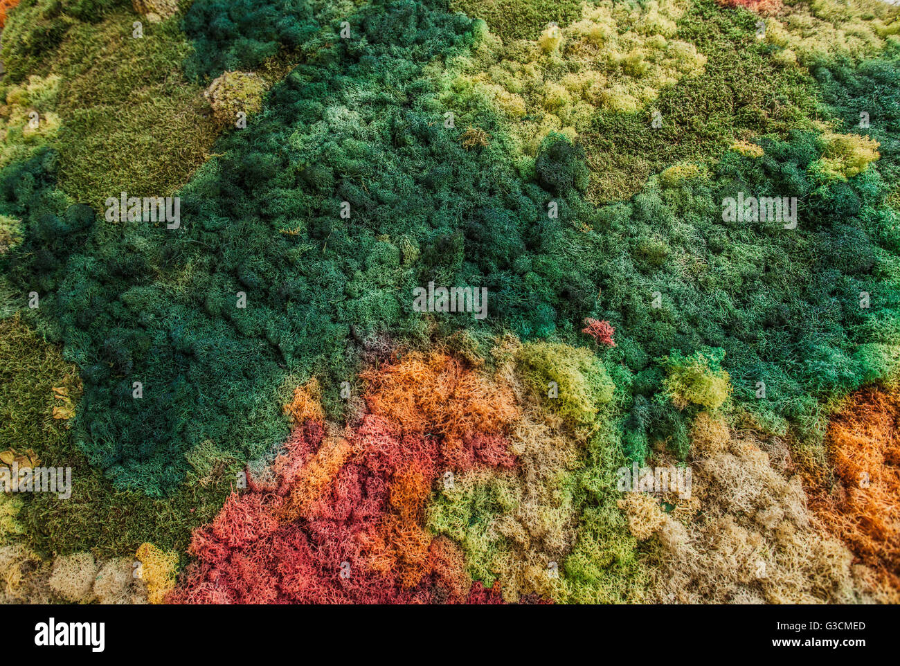 Moss in different colours, forest Stock Photo - Alamy