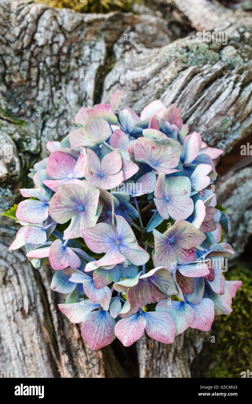 French hydrangeas in autumn, close-up Stock Photo - Alamy