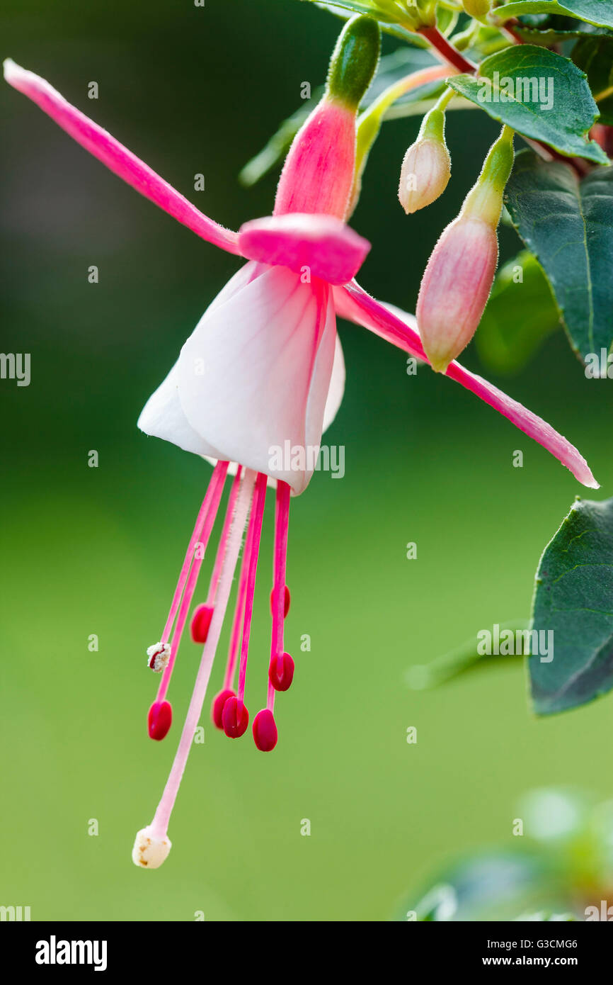 Fuchsia, blossom, close-up Stock Photo - Alamy