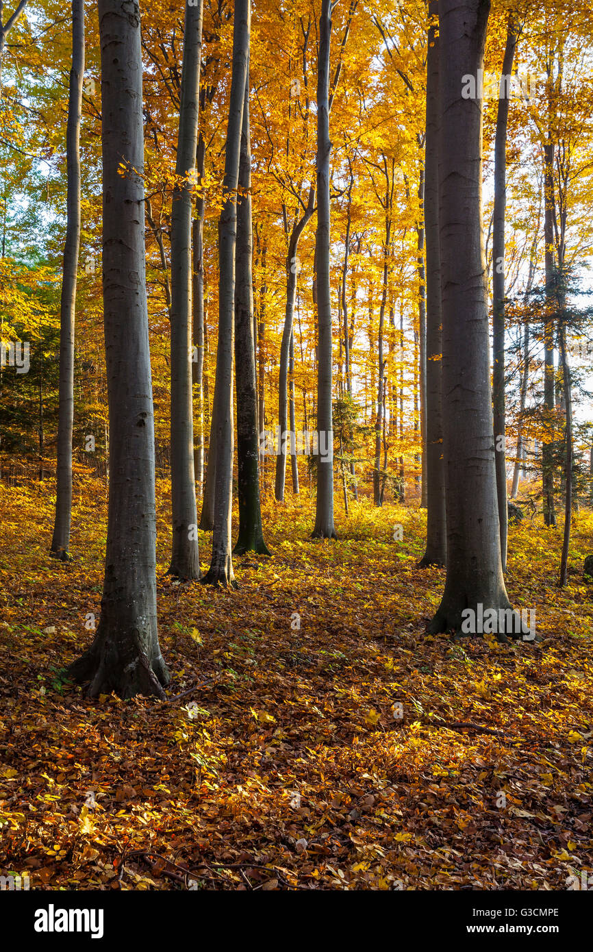 Yellow coloured trees hi-res stock photography and images - Alamy
