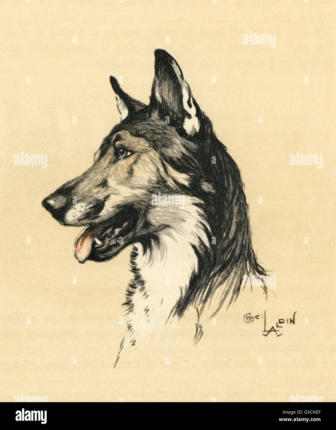 Alsatian head study hi-res stock photography and images - Alamy